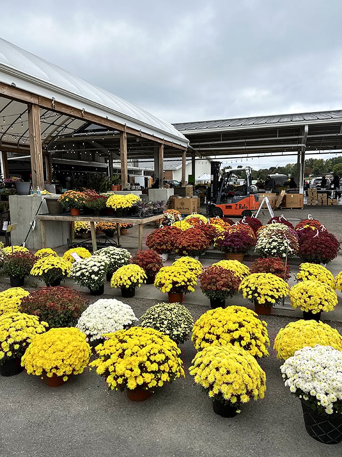 A sea of chrysanthemums creates a floral traffic jam of autumn colors. Garden enthusiasts, prepare your car trunks accordingly.