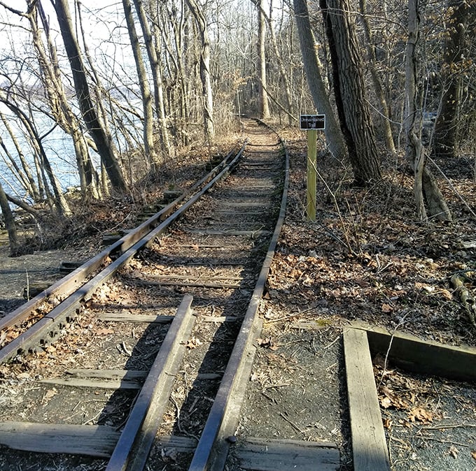 Nature reclaiming what man abandoned—these old railway tracks offer a literal path to the past. Robert Frost would approve of this less-traveled option.