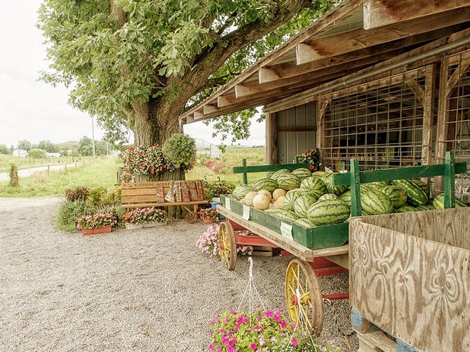 Nature's grocery store doesn't have automatic doors or fluorescent lighting. Just watermelons so fresh they practically jumped off the vine themselves. 
