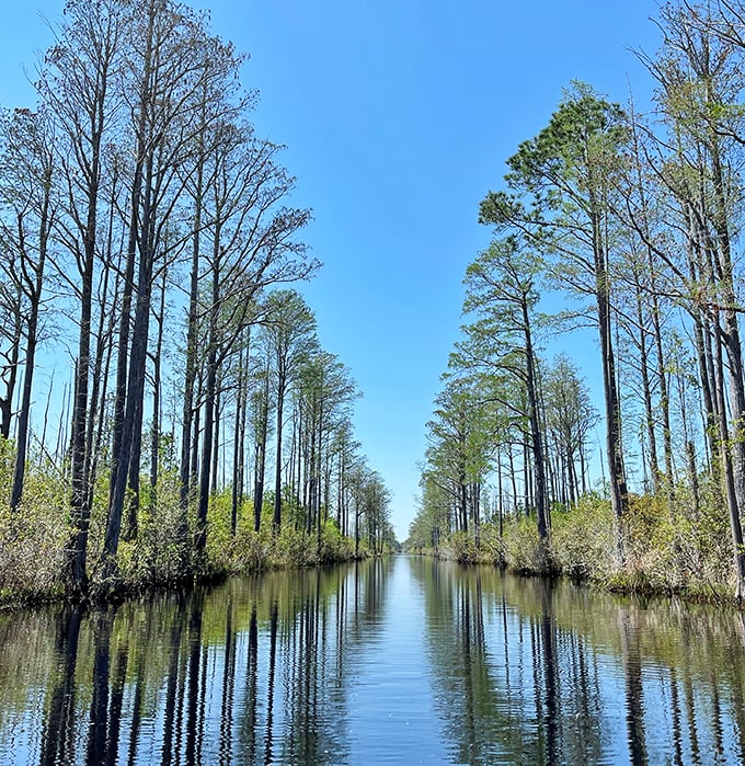 The swamp's version of Main Street—tall cypress sentinels line this watery boulevard where alligators are the local traffic cops.