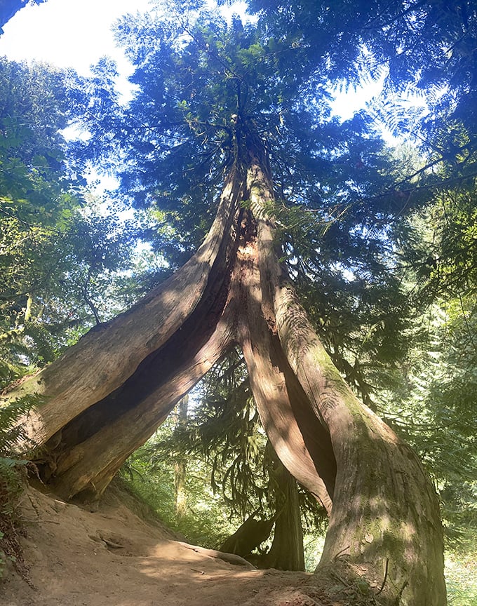 Looking up at these towering sentinels is nature's version of a Manhattan skyscraper tour. These ancient trees have stories older than most countries.
