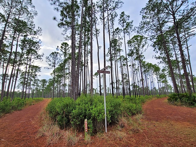 Towering pines create nature's cathedral, with sunlight filtering through like stained glass windows in this tranquil forest divide.