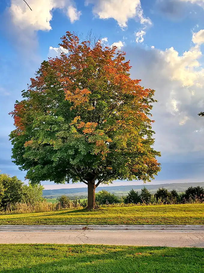 Fall fashion at its finest—this maple dressed in autumn couture proves Illinois can strut seasonal runway looks worthy of New England's jealousy.