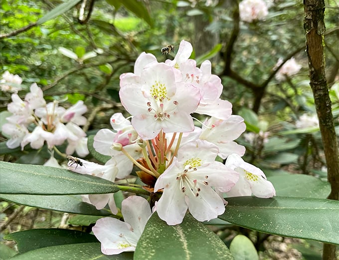 These rhododendron blooms don't just grow here—they perform. Nature's own Broadway show, with ants as the stagehands.