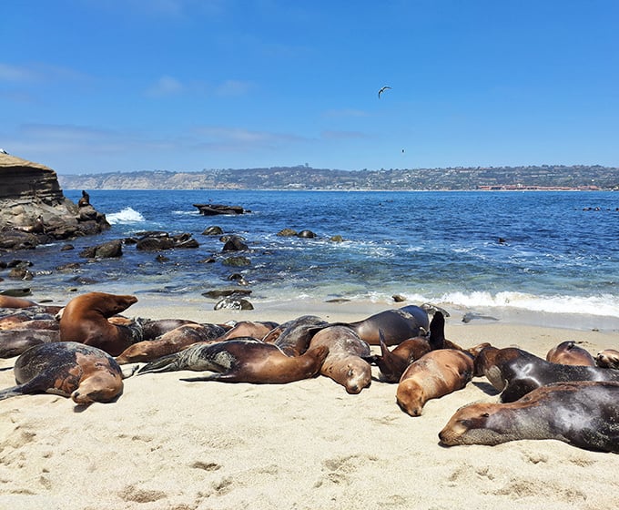 Beach real estate negotiations, sea lion style. These blubbery celebrities have claimed prime waterfront property and aren't shy about their sunbathing habits.