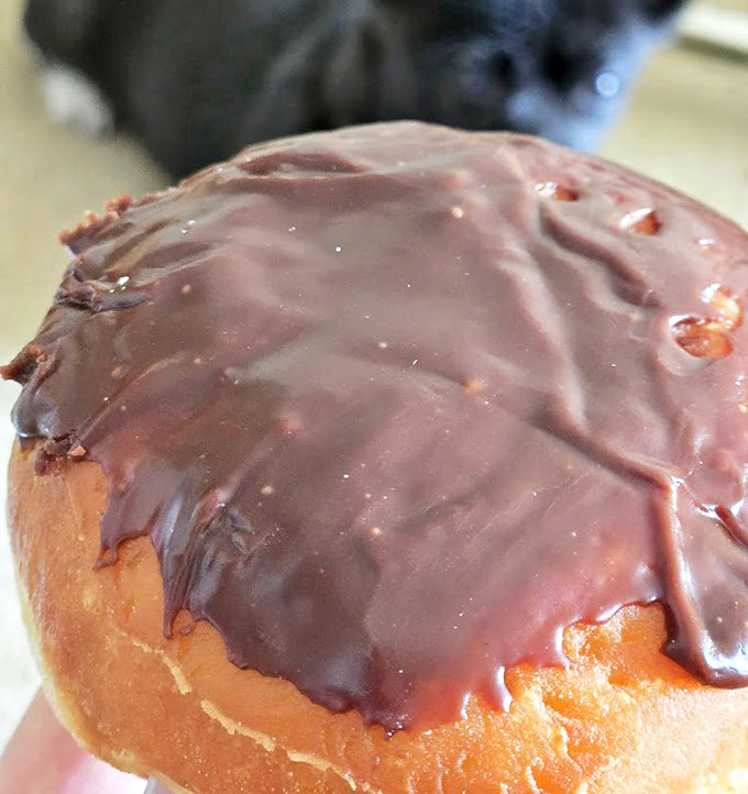 The Boston cream donut's chocolate top gleams with possibility, hiding a vanilla custard treasure that would make Massachusetts proud.