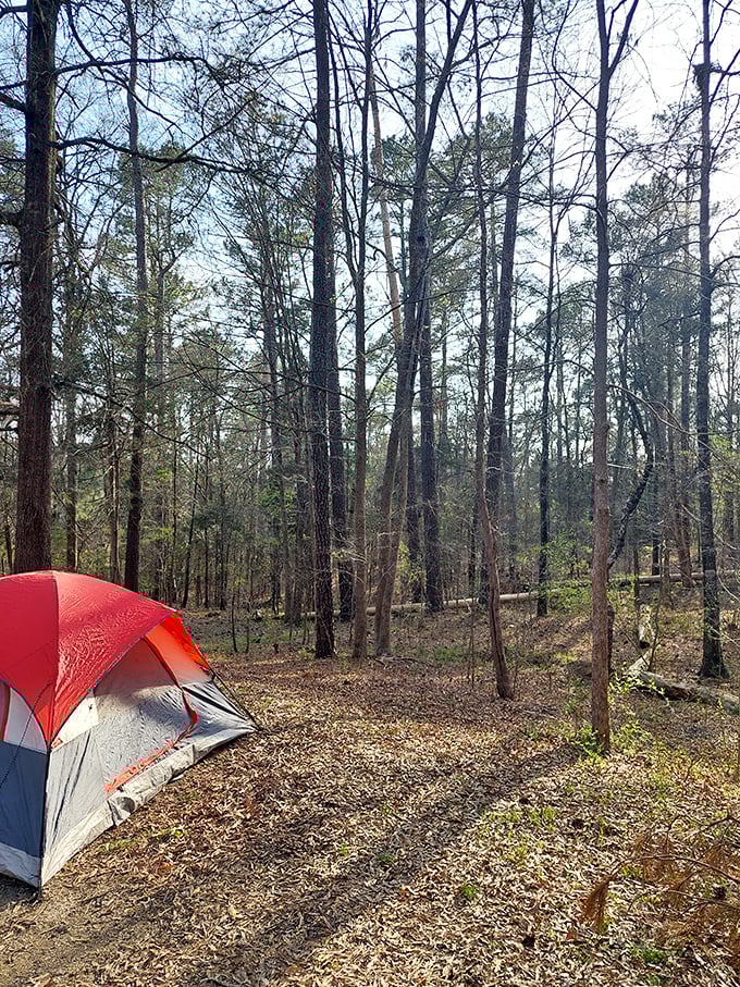 Home sweet wilderness. A bright red tent creates the perfect contrast against the earthy pine forest floor—nature's five-star accommodations without the turndown service.