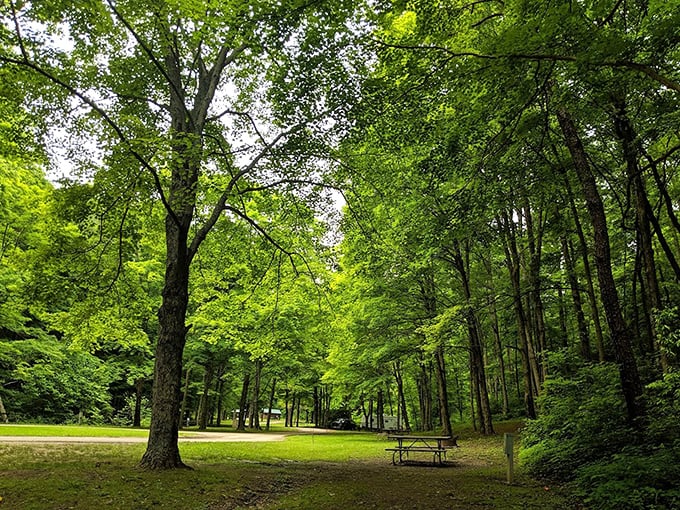 Cathedral of leaves where sunlight plays priest. This tranquil picnic spot offers more spiritual renewal than most meditation apps—and with better scenery. 