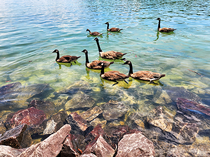 The welcoming committee: These Canada geese clearly didn't get the memo about the "devil" in Devils Fork – they're giving serious resort greeter vibes.