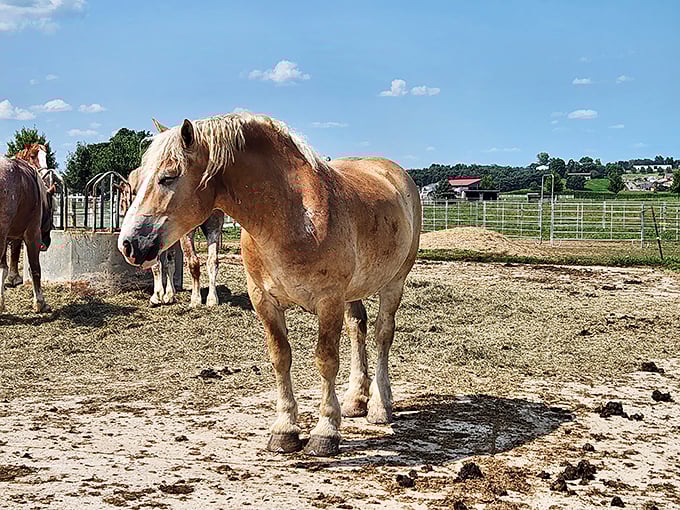 This draft horse isn't posing for Instagram – he's just enjoying a workday break, blissfully unaware that his magnificent mane would make any salon customer envious.