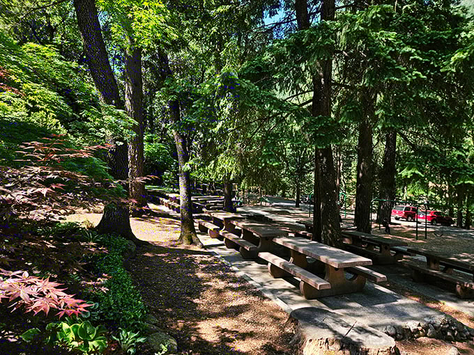 Picnic tables nestled among towering pines—where lunch comes with a symphony of rustling leaves and chattering squirrels.