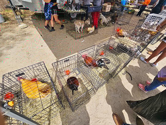 A menagerie of feathered entrepreneurs awaits new homes, as roosters and hens hold court in their wire accommodations like tiny apartment dwellers.