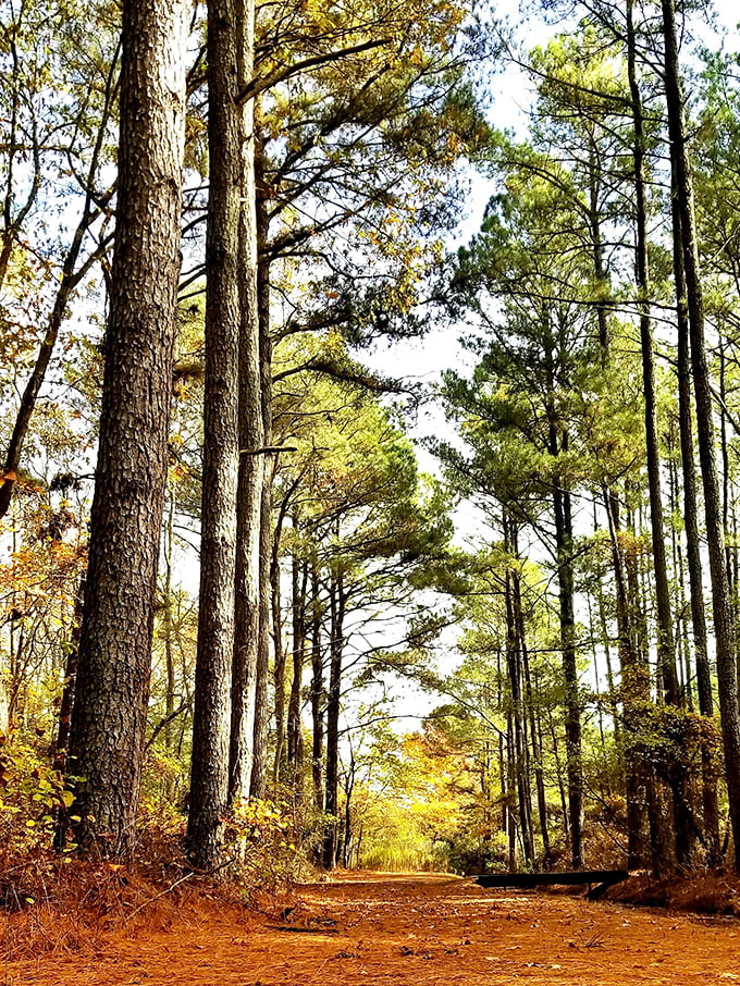 Nature's cathedral awaits just minutes from downtown, where towering pines create dappled sunlight on trails that cost nothing but deliver everything your soul needs.