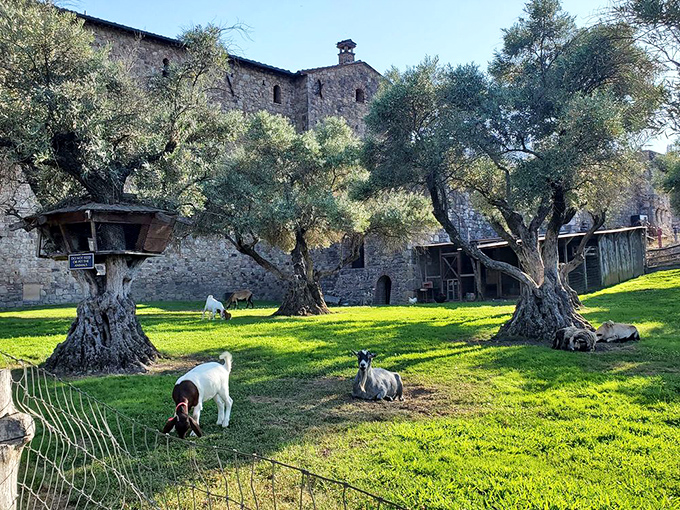 Even the animals live la dolce vita here. These goats have prime real estate among ancient olive trees in the castle's pastoral grounds.