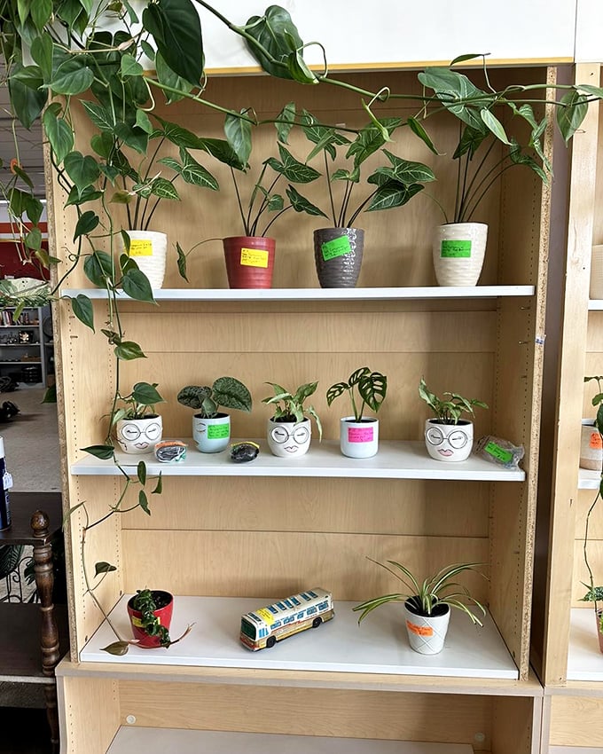 These aren't just houseplants—they're potential family members with personality. Those face planters are practically auditioning to join your windowsill ensemble.