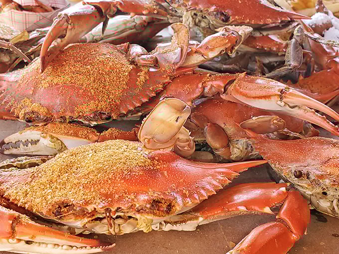 Maryland blue crabs wearing their Old Bay tuxedos—formal attire for the most delicious mess you'll ever make with your hands.