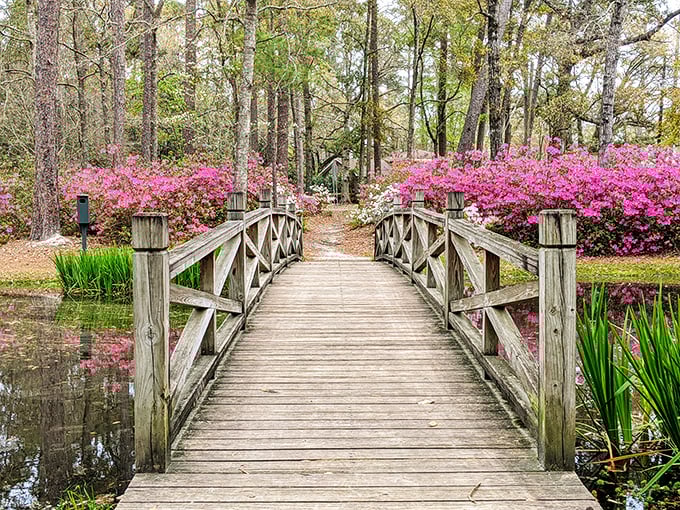 Azalea Park's wooden bridge invites visitors to cross into a world where nature shows off more colors than your grandmother's collection of holiday sweaters.