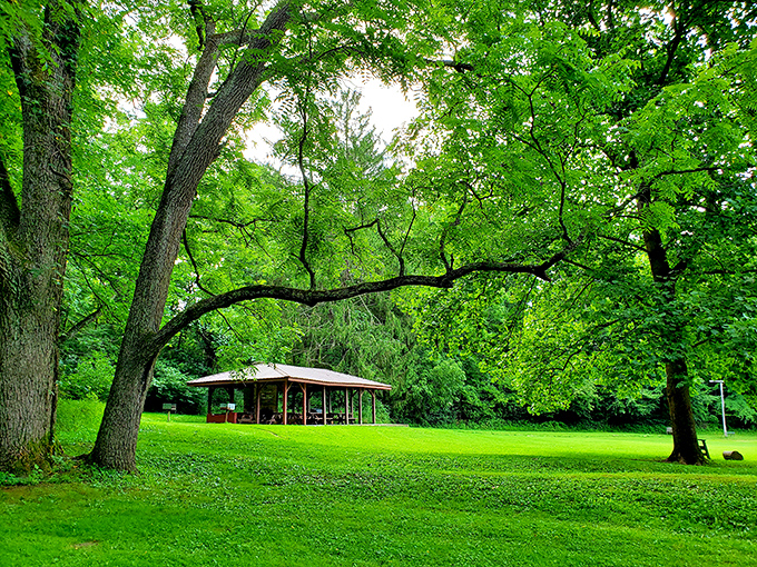 Nature's cathedral: towering trees create a verdant canopy over this peaceful park pavilion, offering sanctuary from summer's heat.