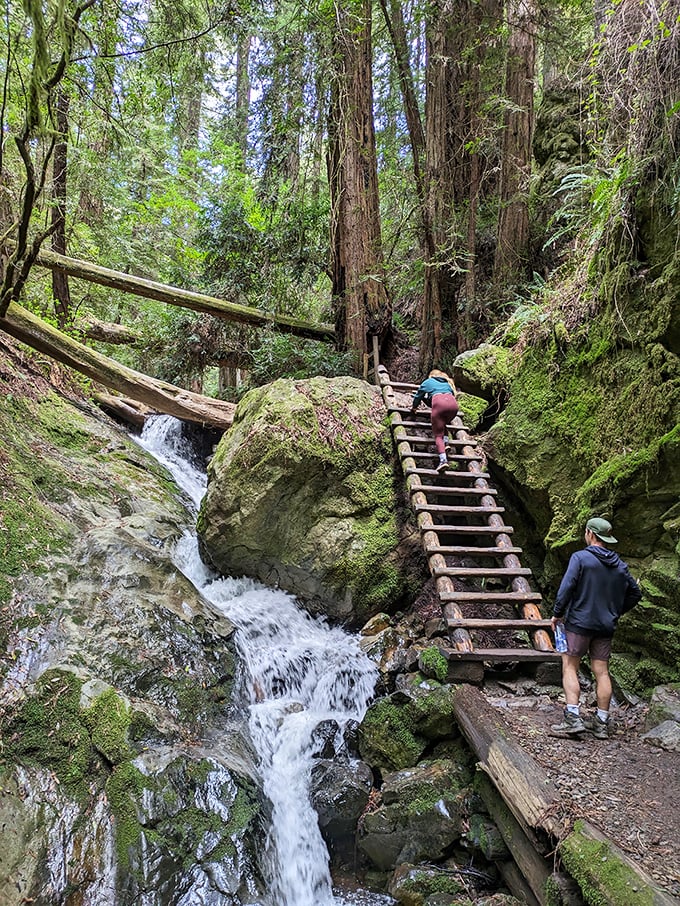 The Steep Ravine Trail's legendary ladder—where hikers discover muscles they didn't know existed while climbing alongside a cascading waterfall.
