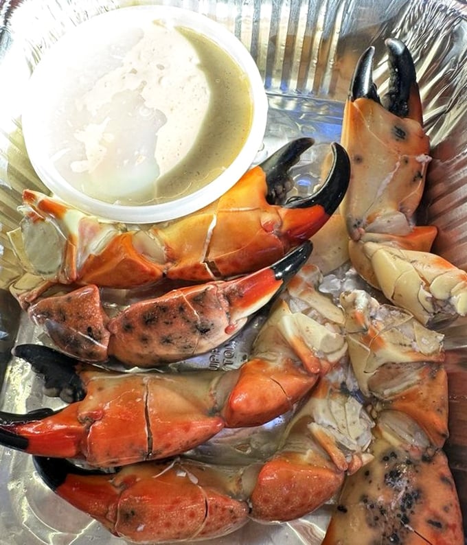 Stone crab claws – Florida's edible treasure – arrive like nature's perfect design: crack, dip, savor, repeat until your table is littered with empty shells.