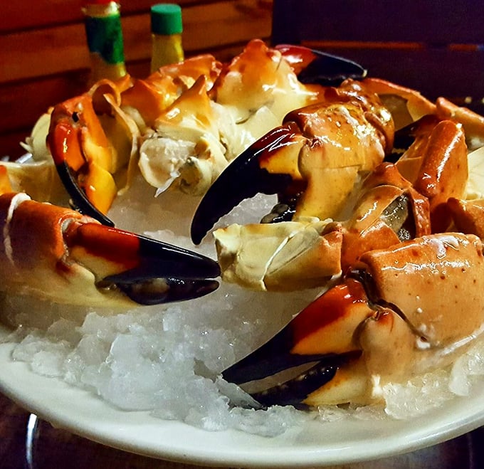 Stone crabs on ice—nature's perfect design of sweet meat in a protective shell. Like Florida's version of nature's jewelry box.