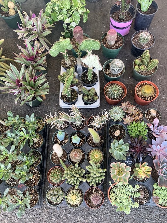 This succulent paradise offers drought-resistant beauties that could transform any windowsill into a desert oasis of calm.