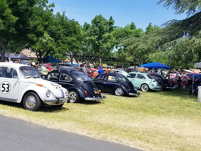 Beetle heaven! These lovingly restored VW bugs aren't just cars—they're time machines to an era when peace signs and flower power ruled the road.