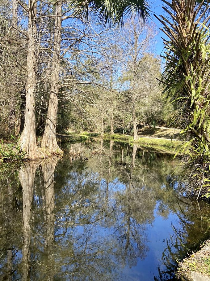 Mirror, mirror on the water—cypress trees admire their reflection in this tranquil stream. Florida showing off its contemplative side.