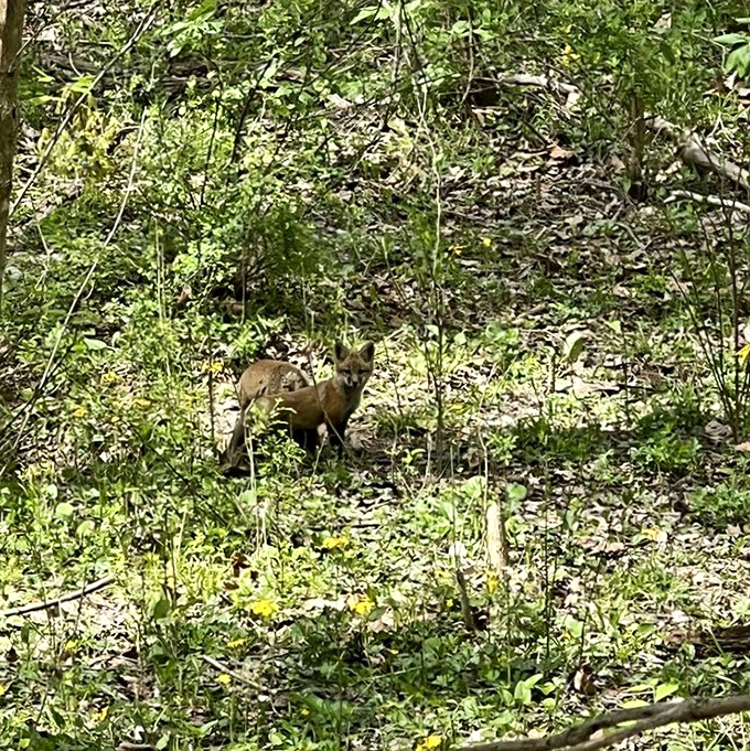 Wilderness paparazzi moment! This fox didn't sign a release form, but graciously posed anyway – Indiana wildlife at its most photogenic.