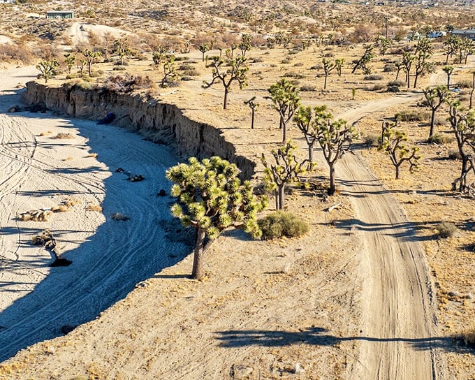 Nature's own sculpture garden. Joshua trees dot the landscape like sentinels from another time, creating an otherworldly backdrop for off-road adventures just minutes from town.