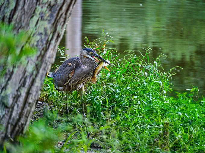 This great blue heron practices the art of patience that would make any fisherman jealous. Nature's statue that occasionally moves.