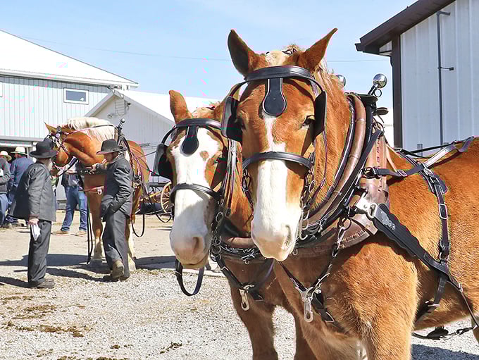 These magnificent draft horses aren't just for show—they're working partners in a farming tradition that values relationship over horsepower ratings.