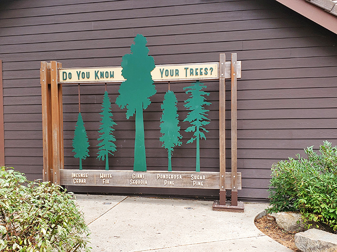 "Do You Know Your Trees?" – spoiler alert: after seeing these giants, you'll realize you don't.