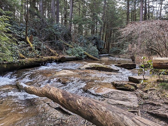 Mother Nature's engineering: fallen logs and layered stone create natural pathways through the park's pristine waterways.