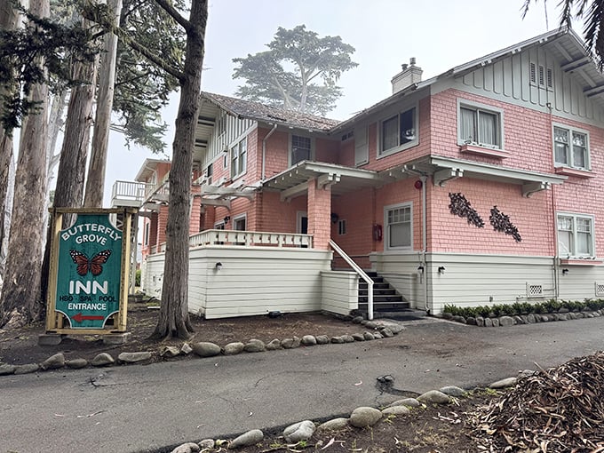 The Butterfly Grove Inn—where humans pay for lodging while monarchs get the same views for free. Nature's ultimate upgrade.