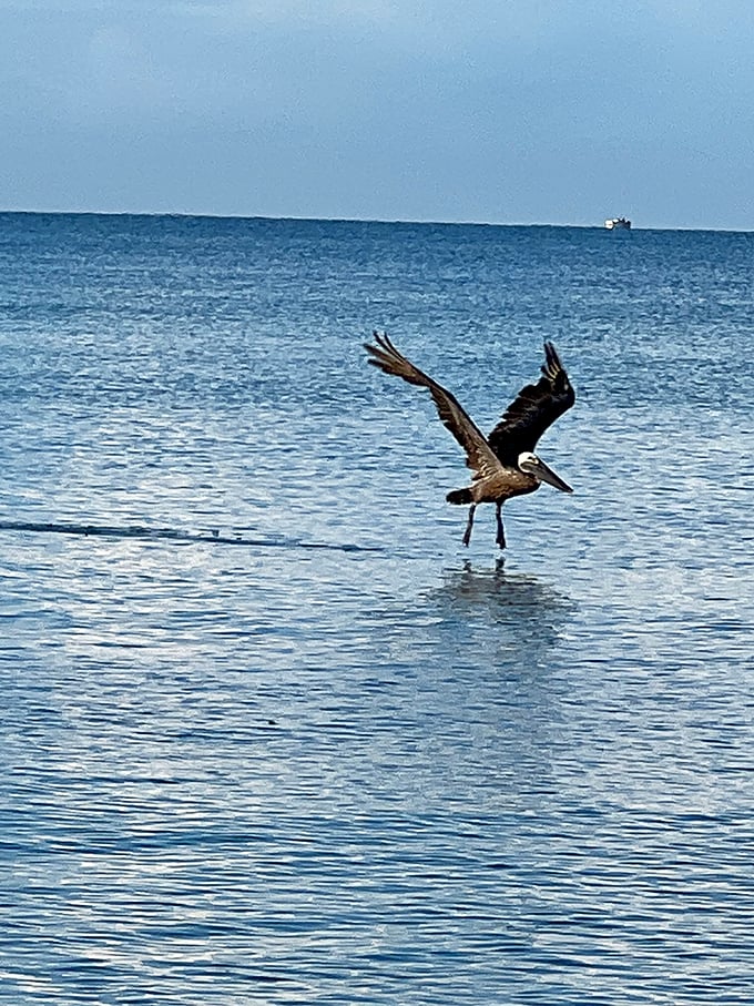 Excuse me, do you have a fishing license for those waters? This pelican, nature's original beach patrol, skims the surface with professional precision.