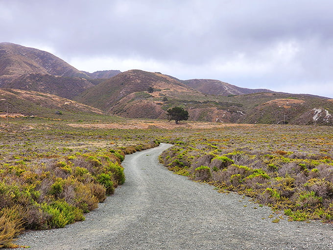 Rolling hills dressed in their finest California casual, because even nature knows about layers.
