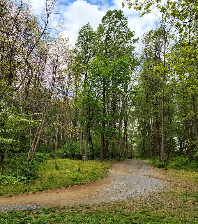 Wandering this tree-lined trail feels like stepping into a Robert Frost poem—minus the existential crisis, plus better scenery.