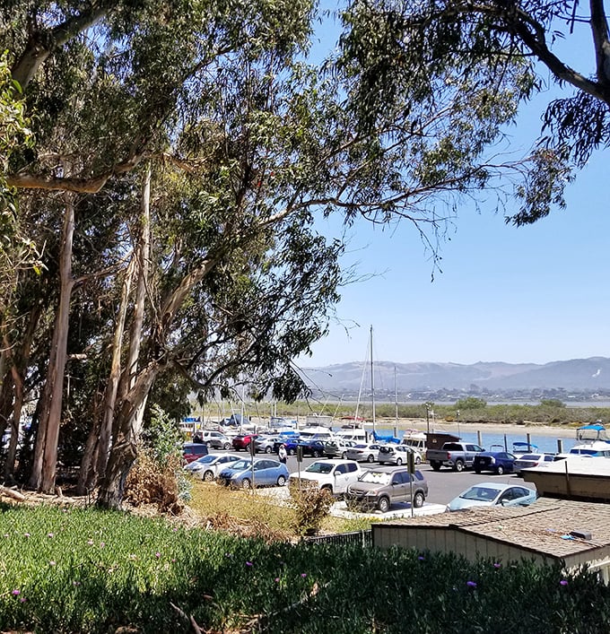 Eucalyptus trees stand guard over the marina parking lot, where adventures begin and sandy shoes are guaranteed.