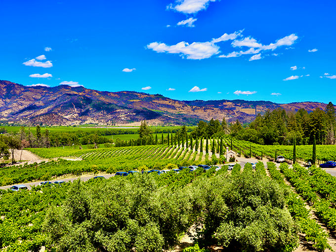 Rows of vines stretching toward mountains create the quintessential Napa panorama. It's like Tuscany decided to vacation in California and loved it so much it stayed.