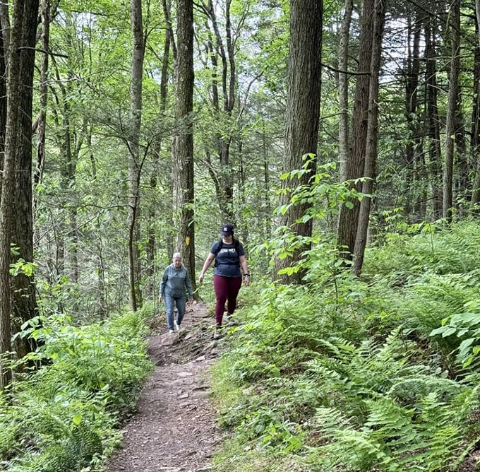 Hikers navigate the well-worn path, surrounded by Pennsylvania's lush understory – the forest's version of rolling out the green carpet.