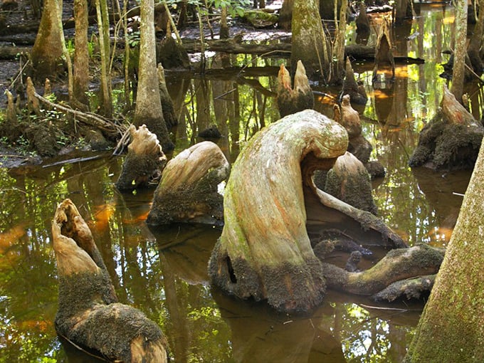 Nature's sculpture garden! These twisted cypress knees look like they're auditioning for roles in the next fantasy epic—Tolkien would approve!