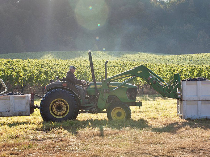 Early morning mist creates vineyard magic that would make even Ansel Adams reach for his camera.