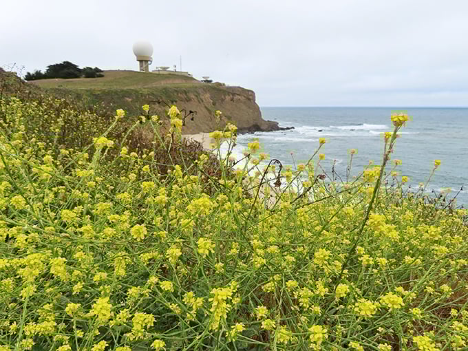 The wildflowers of Ross' Cove soften the stark cliffs, while the ocean whispers below—a scene worthy of any film’s final frame.