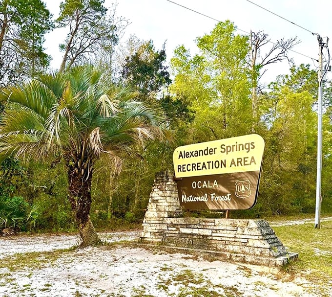 Alexander Springs Recreation Area—where the Ocala National Forest welcomes visitors with a classic Florida roadside sign and swaying palms.