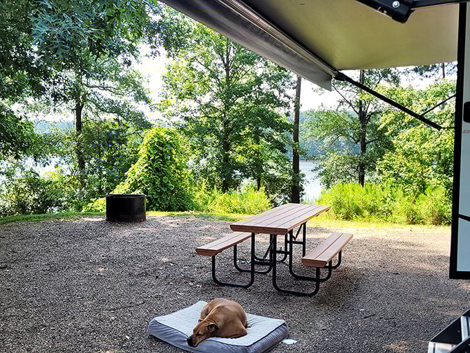 Even the dogs know how to vacation properly at this lakeside spot – nature's version of a five-star resort without the pretentiousness.