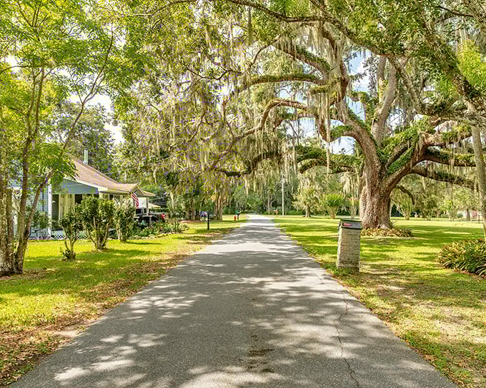 Sunlight filters through Spanish moss, creating nature's own light show along this peaceful pathway. Florida serenity that money can't manufacture.