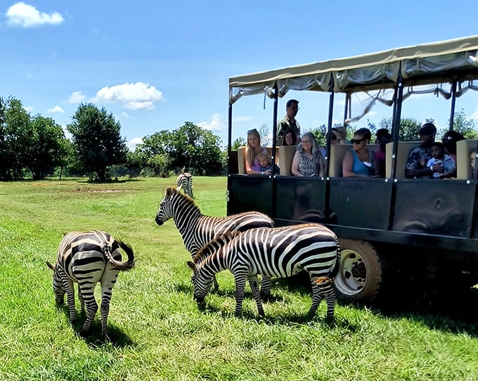 Excuse me, I think you have some zebras in your Georgia. Safari adventures where you least expect them—just another Madison surprise.