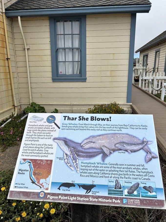 "Thar She Blows!" – this informative display teaches you everything about whale migration without requiring you to read Moby Dick.