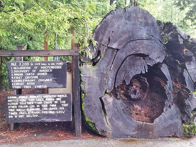 I was here when Columbus sailed the ocean blue. These tree rings put your latest existential crisis into humbling perspective.